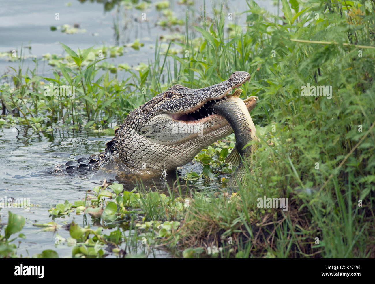 Alligator fish alligator gar alligator hi-res stock photography and ...