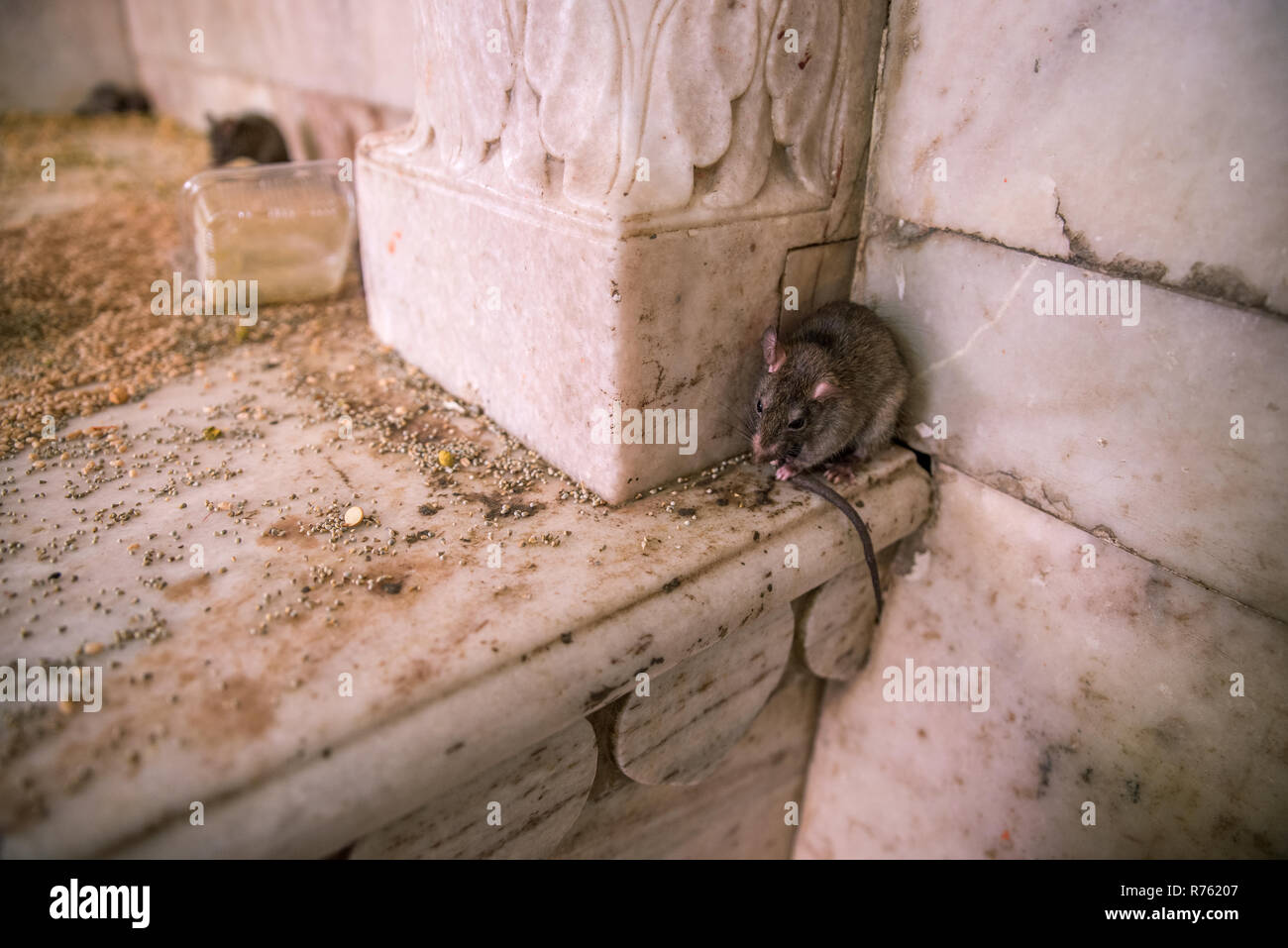 A black rat at Karni Mata Temple, Deshnoke, Rajasthan, India Stock ...