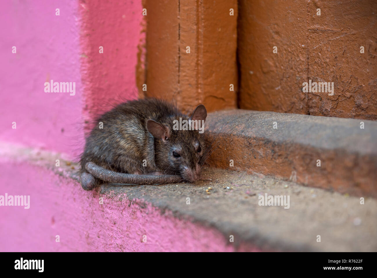 A black rat at Karni Mata Temple, Deshnoke, Rajasthan, India Stock ...