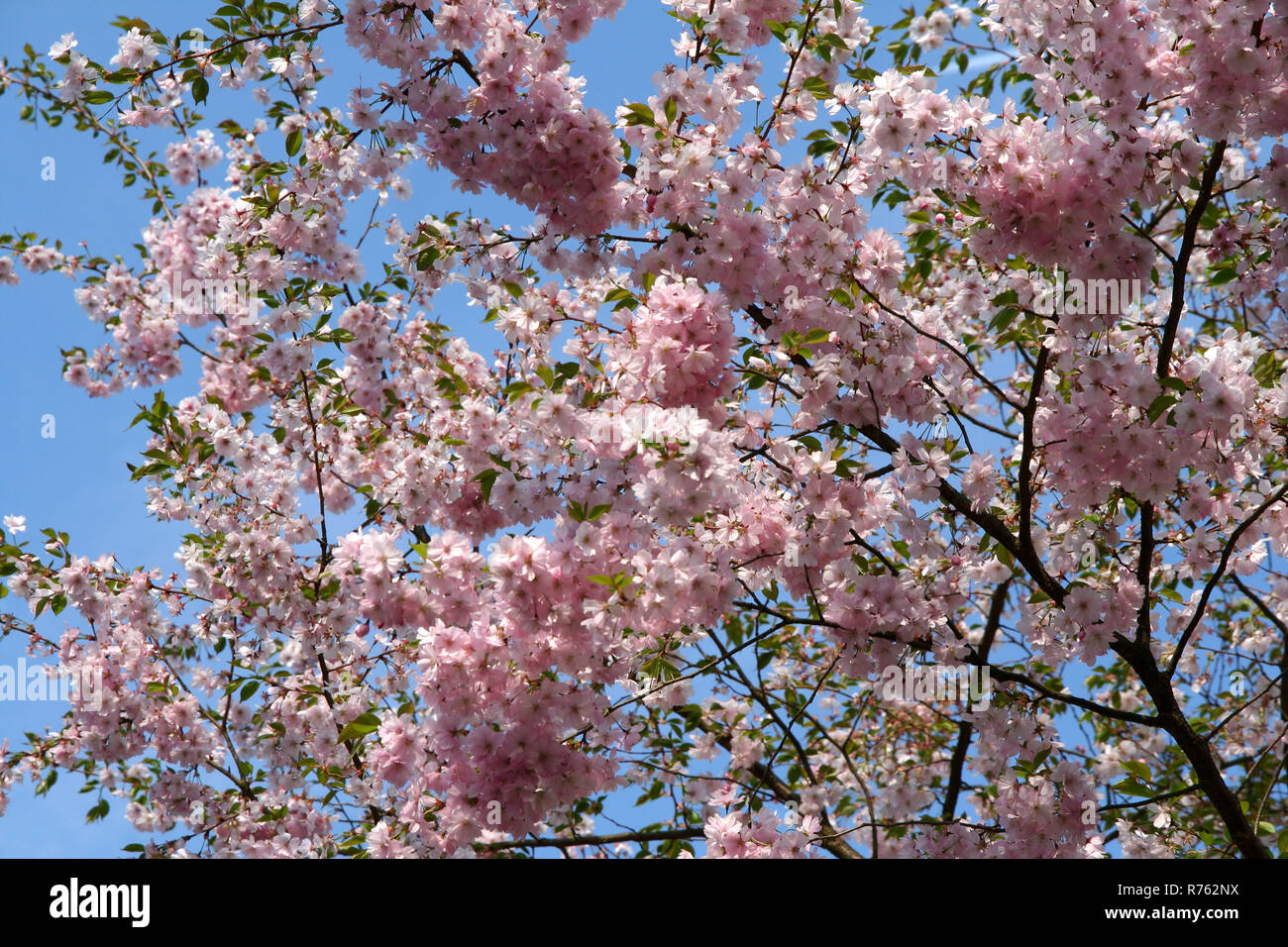 Almond trees prunus triloba hi-res stock photography and images - Alamy