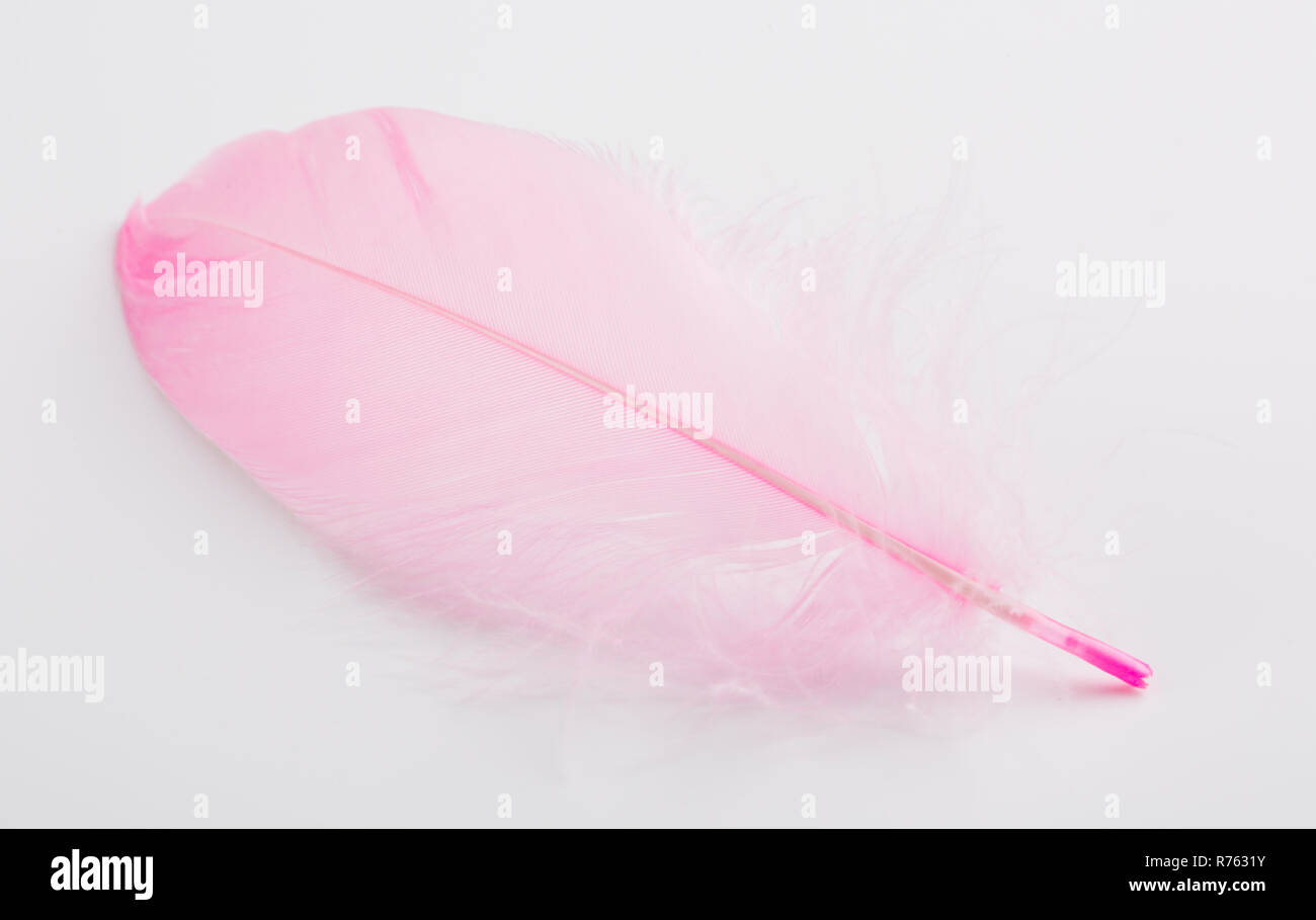 Pink feather hi-res stock photography and images - Alamy