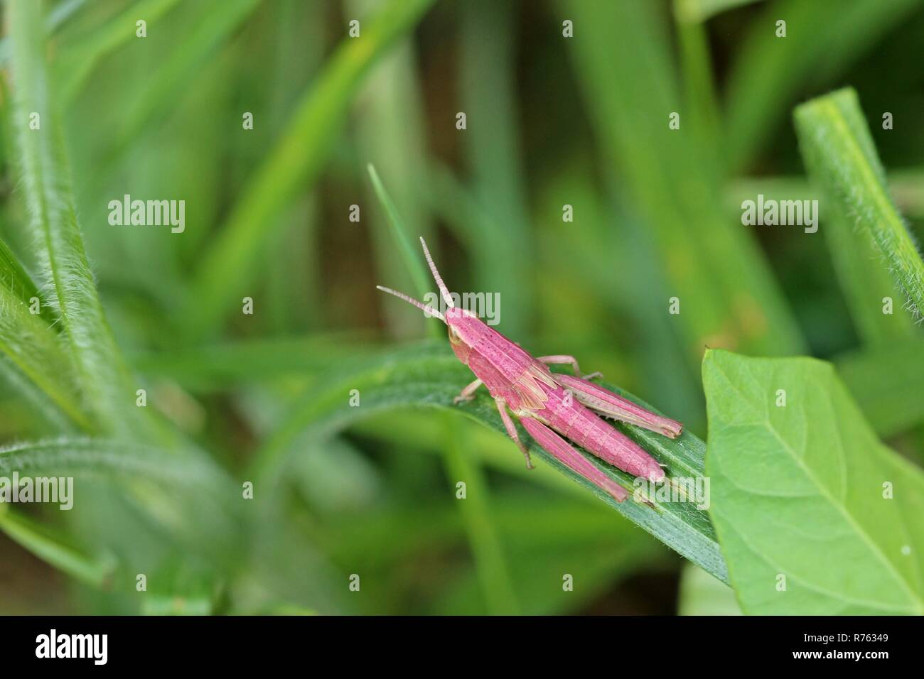 Periled hi-res stock photography and images - Alamy