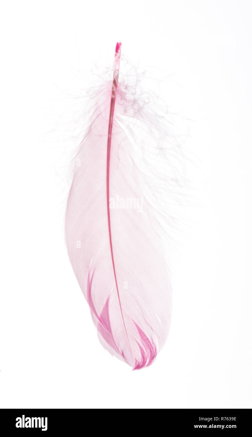 Pink feathers on white Cut Out Stock Images & Pictures - Alamy