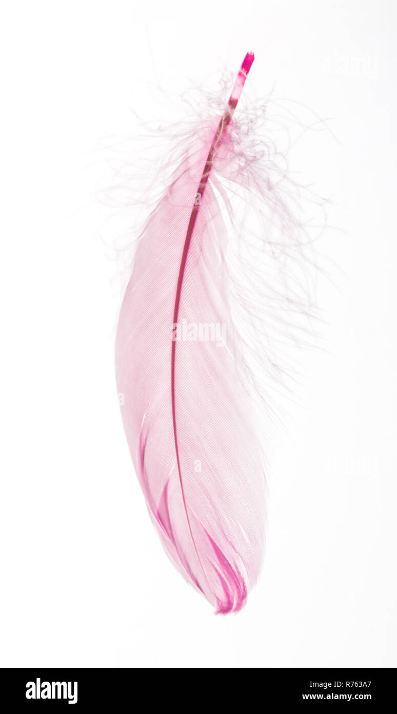 Pink feathers on white Cut Out Stock Images & Pictures - Alamy