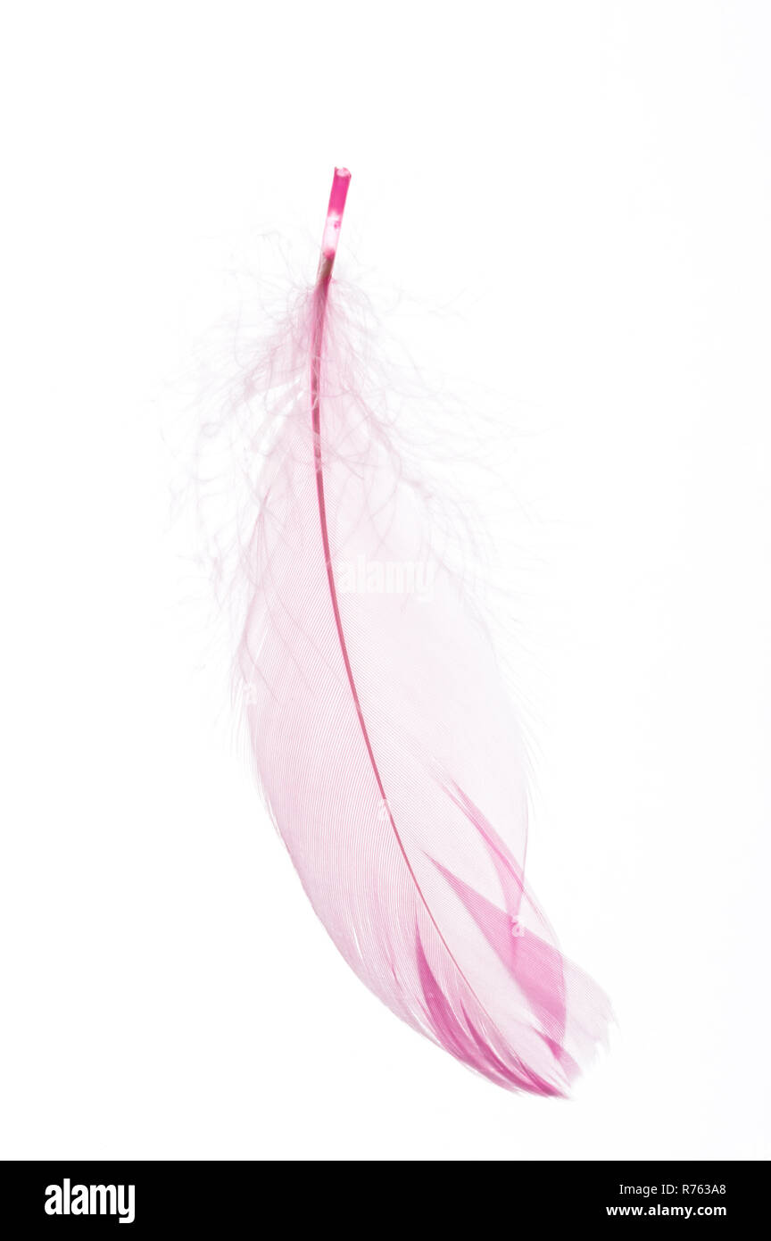 Feathery texture Cut Out Stock Images & Pictures - Alamy