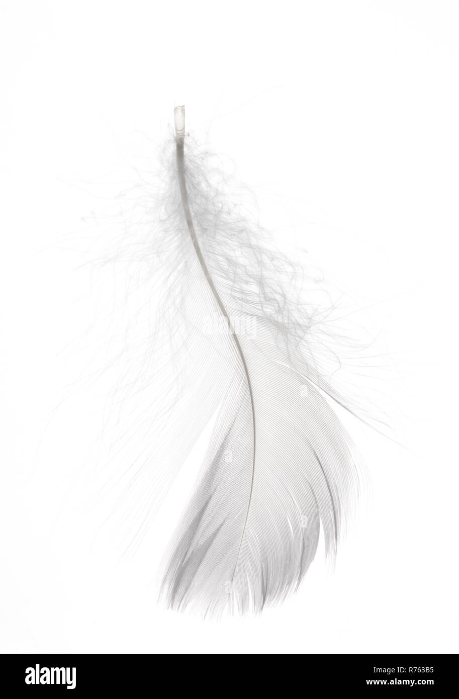 Detail of a delicate white feather Stock Photo - Alamy