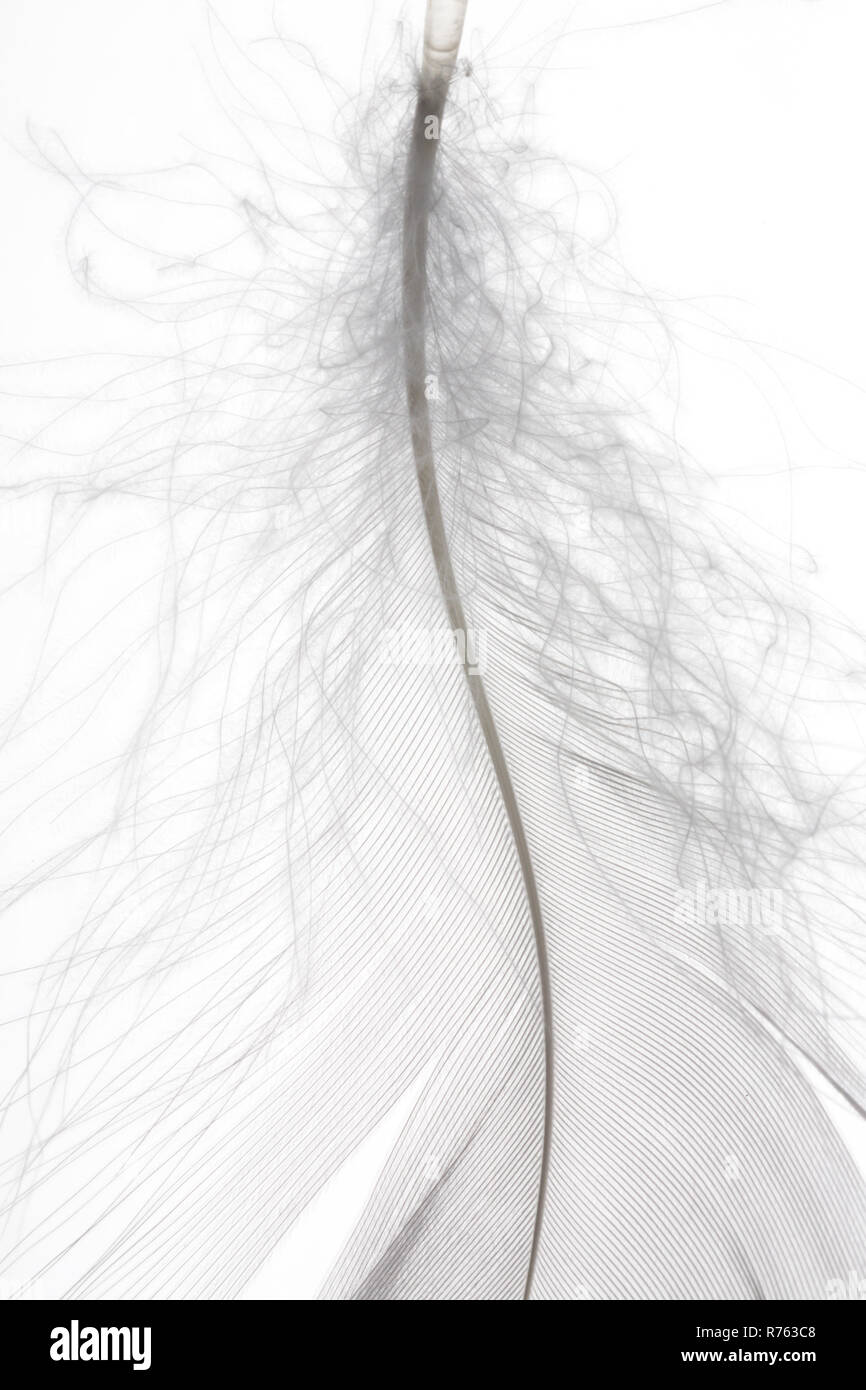 Detail of a delicate white feather Stock Photo - Alamy