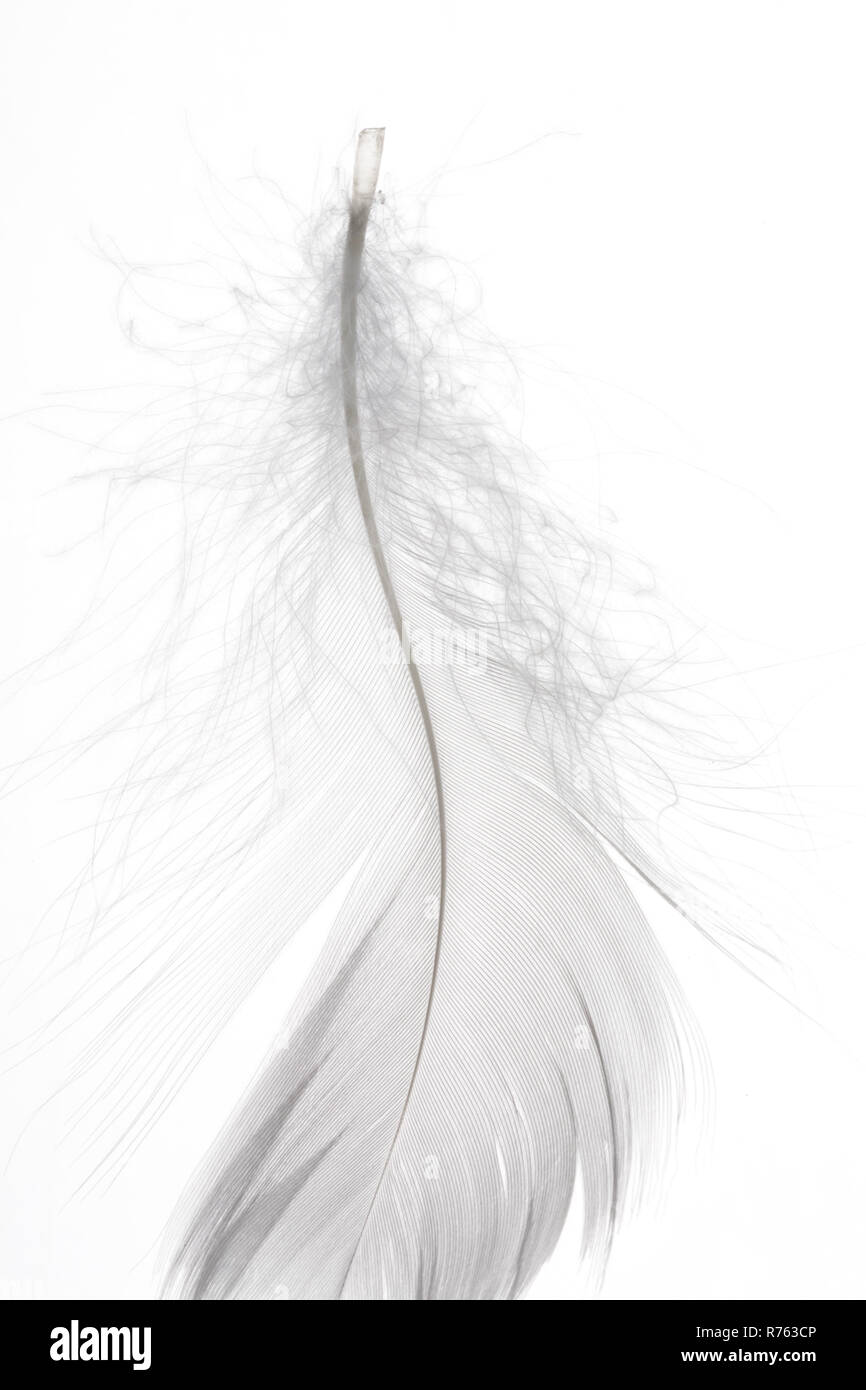 Fragile feather hi-res stock photography and images - Alamy