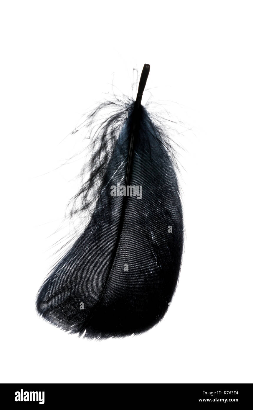 Single black floating feather on white background Stock Photo - Alamy