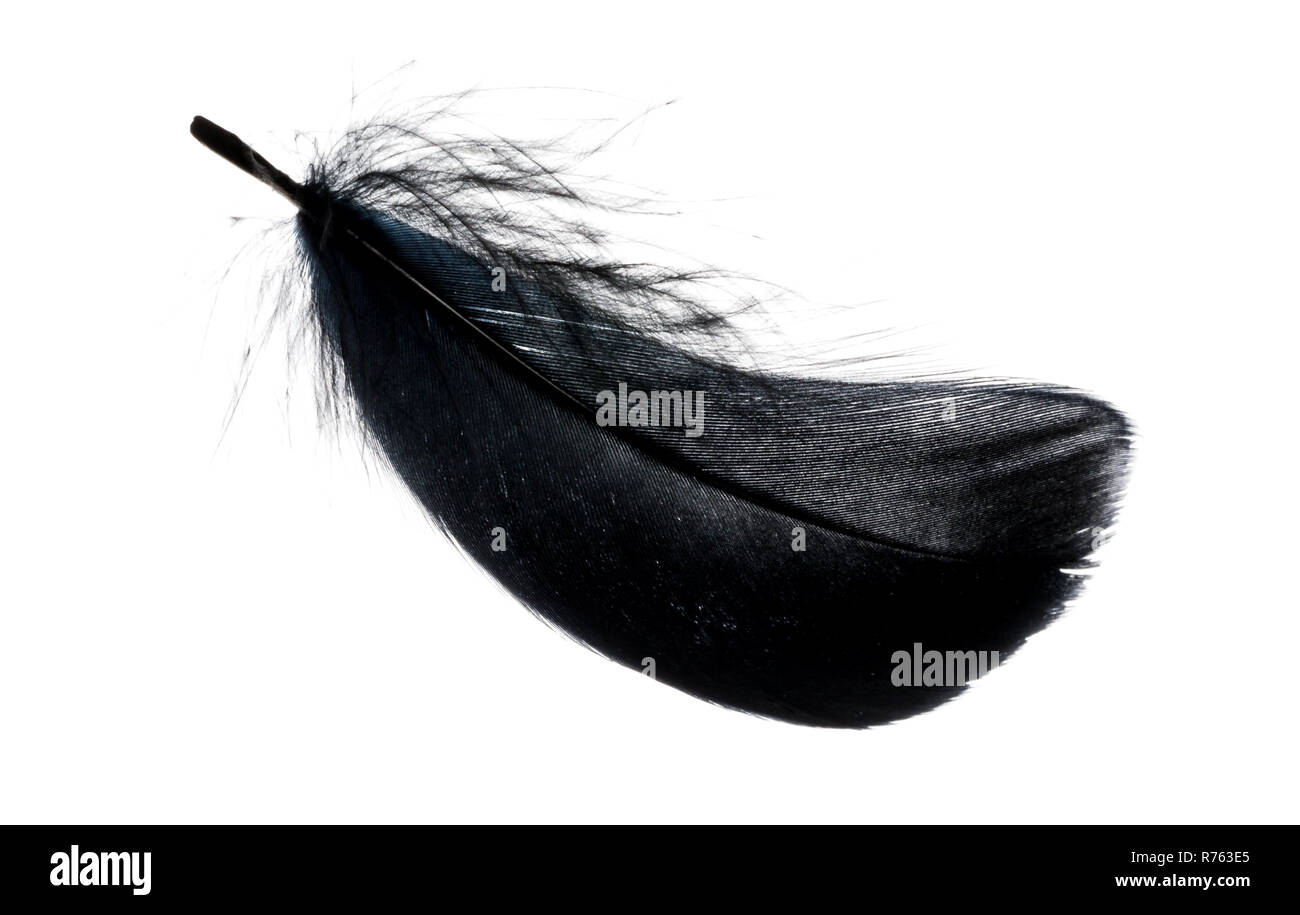 Single black floating feather on white background Stock Photo - Alamy