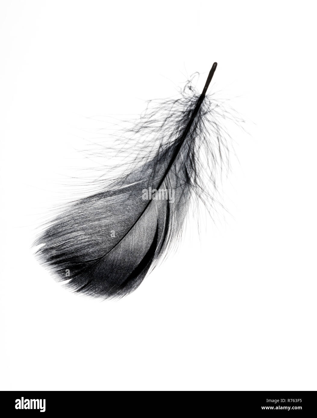 Single black floating feather on white background Stock Photo - Alamy