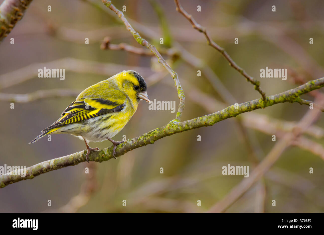 Finch siskin garden bird hi-res stock photography and images - Alamy