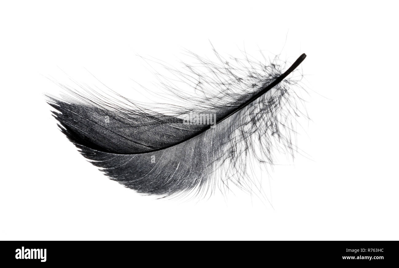 Floating Feathers Clip Art