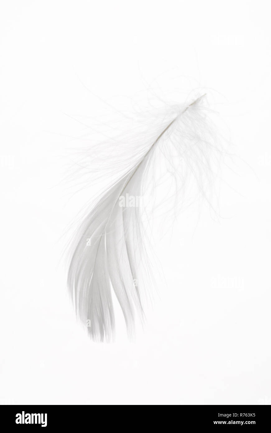 Detail of a delicate white feather Stock Photo - Alamy