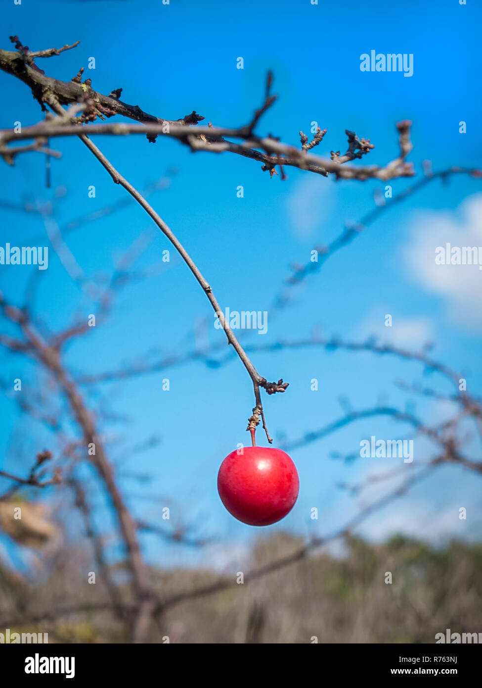 Lonely plum hi-res stock photography and images - Alamy