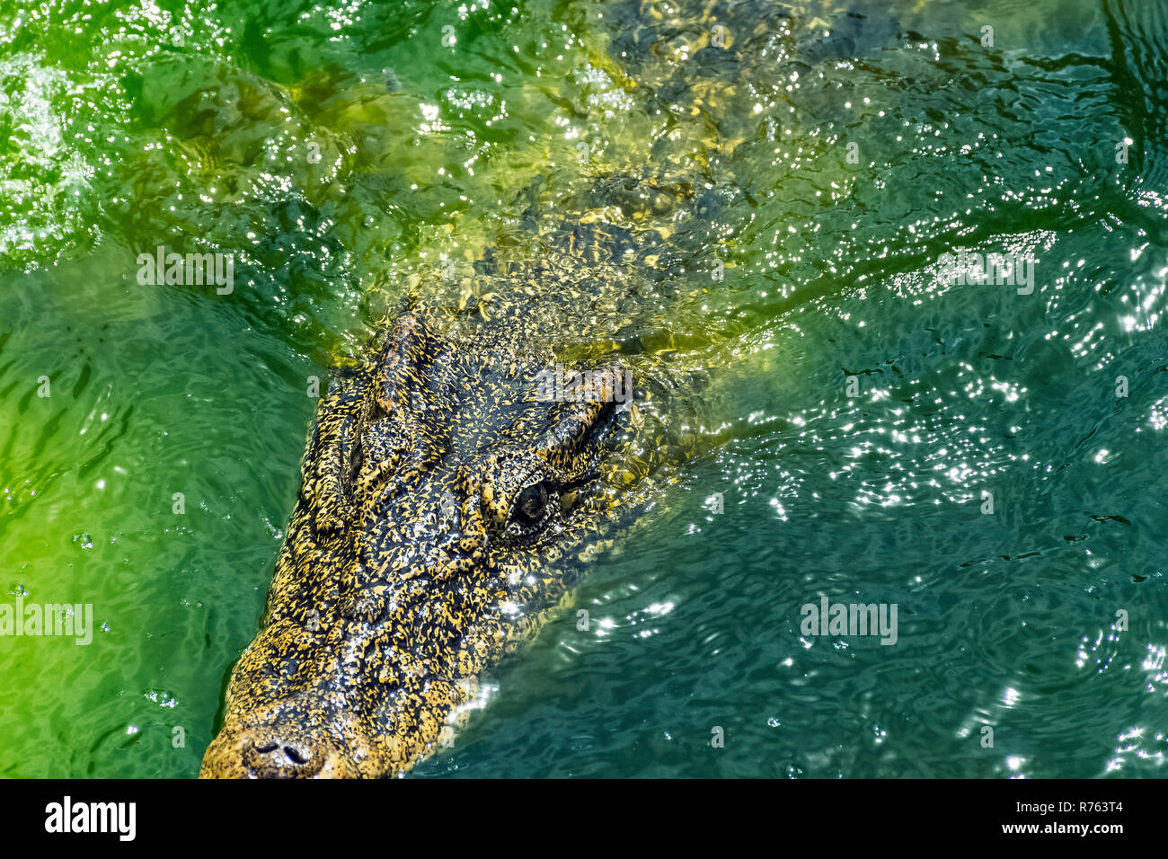 Swimming Cuban crocodile (Crocodylus Rhombifer) is a small species of ...