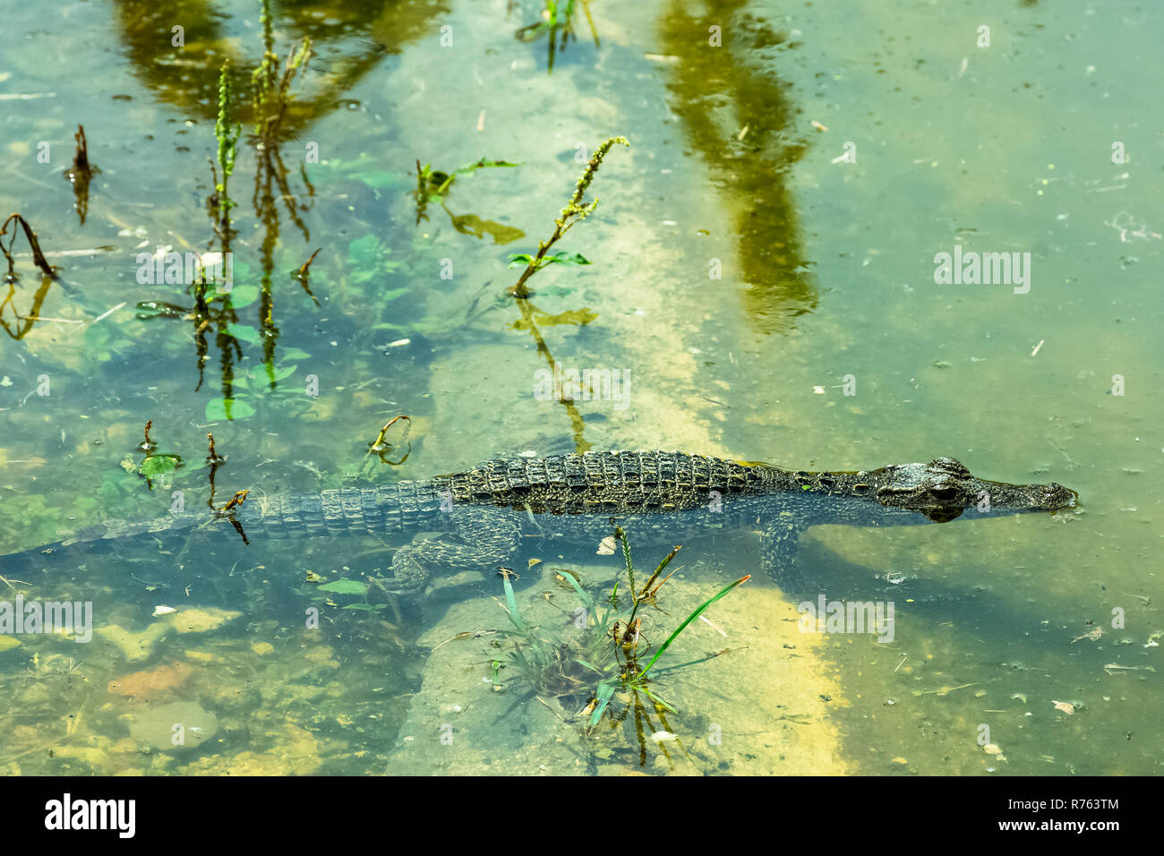 Swimming Cuban crocodile (Crocodylus Rhombifer) is a small species of ...