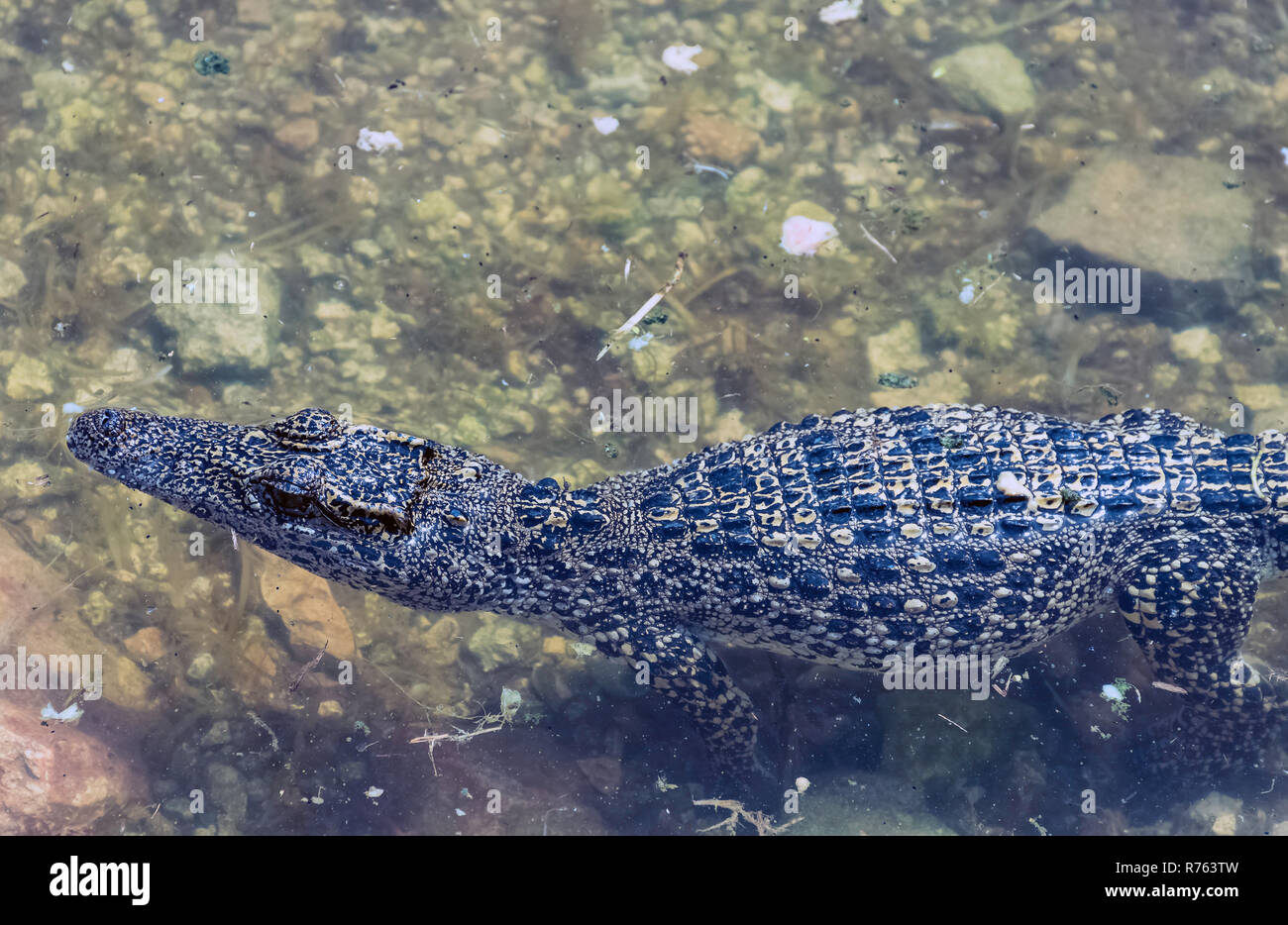 Swimming Cuban crocodile (Crocodylus Rhombifer) is a small species of ...