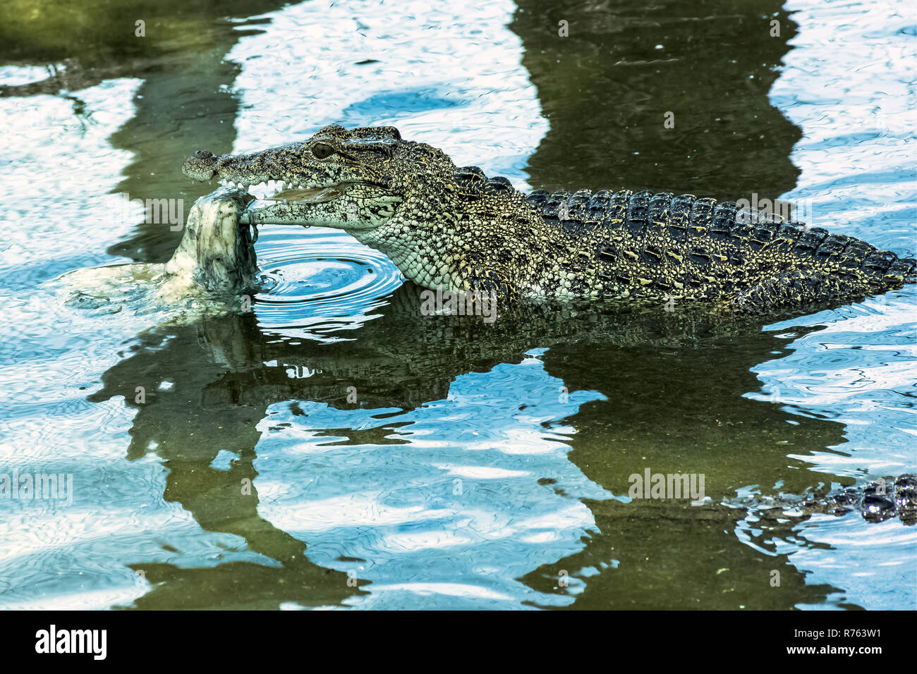 Eating Cuban crocodile (Crocodylus Rhombifer) is a small species of ...