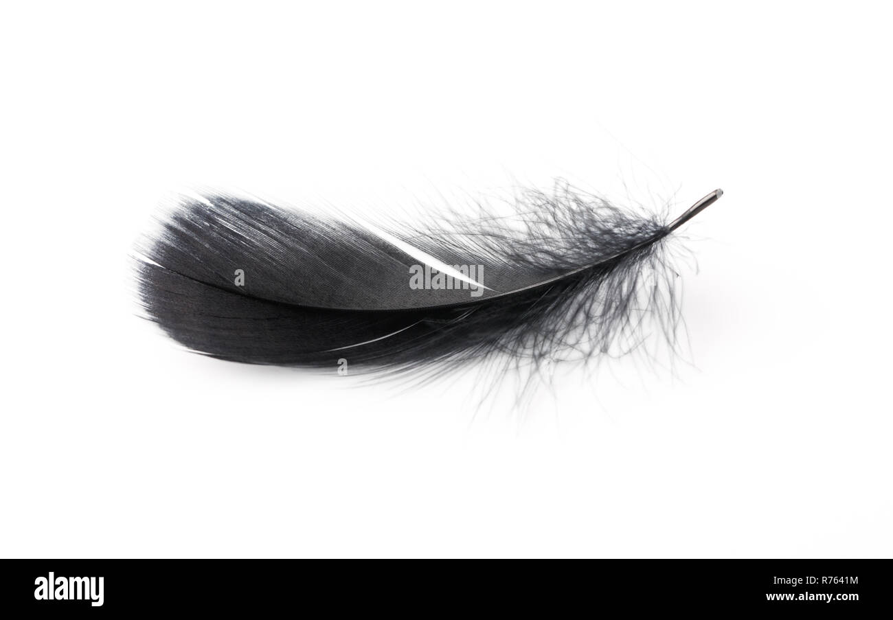 Single Black Feather on White Background Stock Photo - Alamy