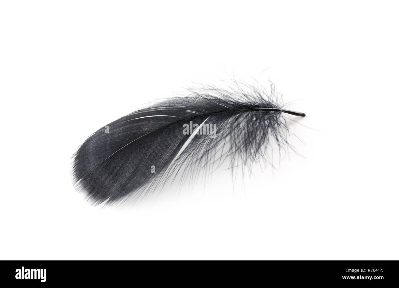 Black Feather Falling