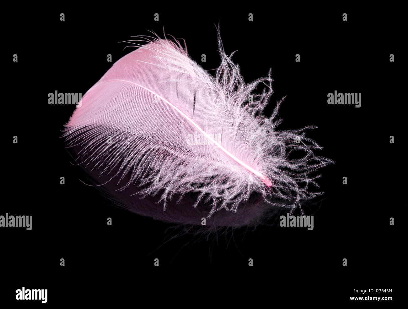 Pink feather isolated on black background Stock Photo - Alamy