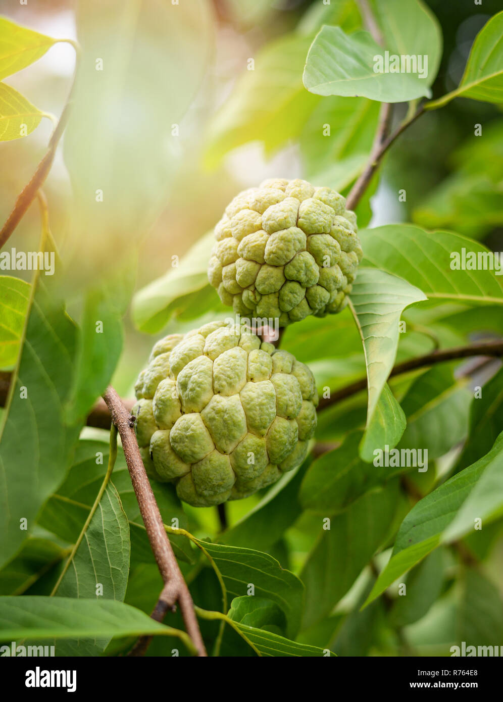 Sugar Apple on tree / fresh of sugar apple tropical fruit on tree in ...