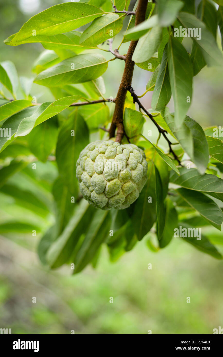 Sugar Apple on tree / fresh of sugar apple tropical fruit on tree in ...