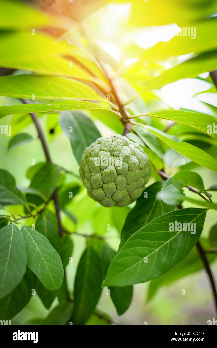 Sugar Apple on tree / fresh of sugar apple tropical fruit on tree in ...
