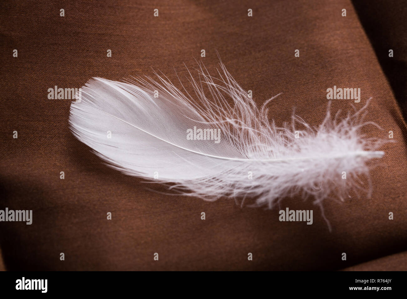 Soft brown feathers hi-res stock photography and images - Alamy