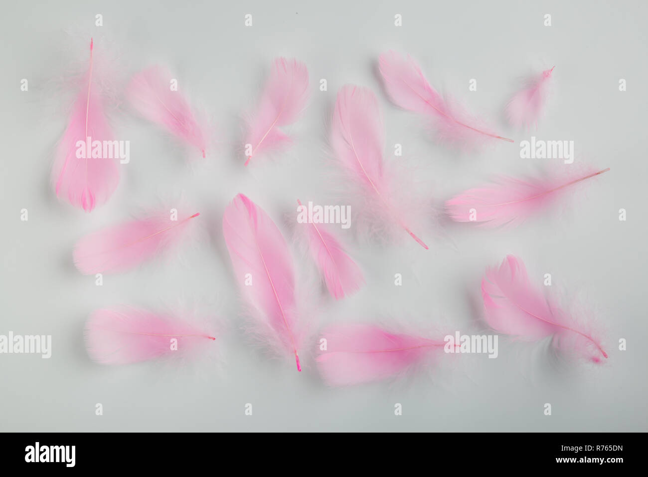 Pink feathers on a white background Stock Photo - Alamy