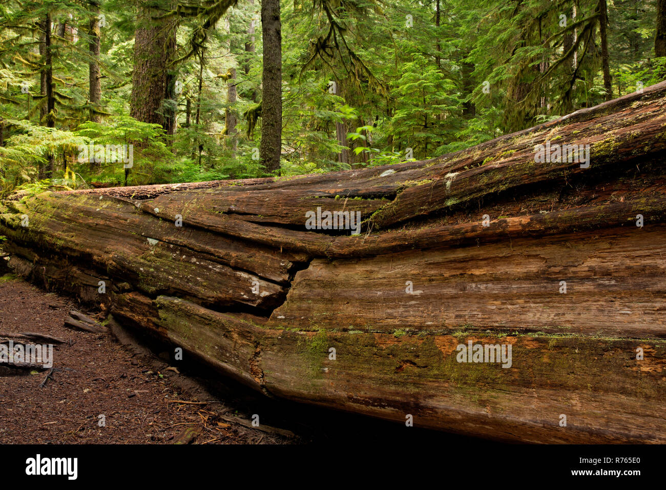 Rainforest environment hi-res stock photography and images - Alamy