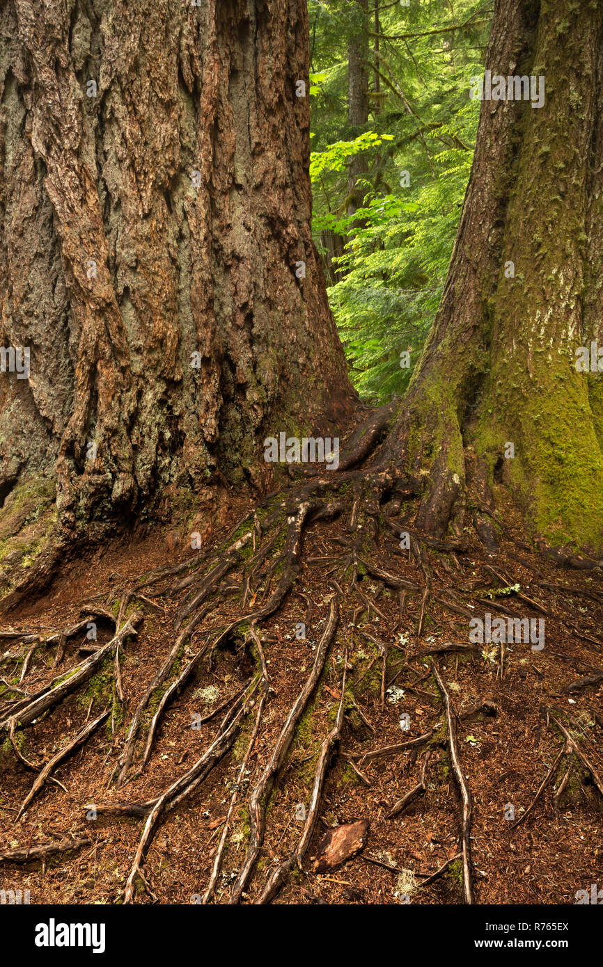 Roots from trees hi-res stock photography and images - Alamy