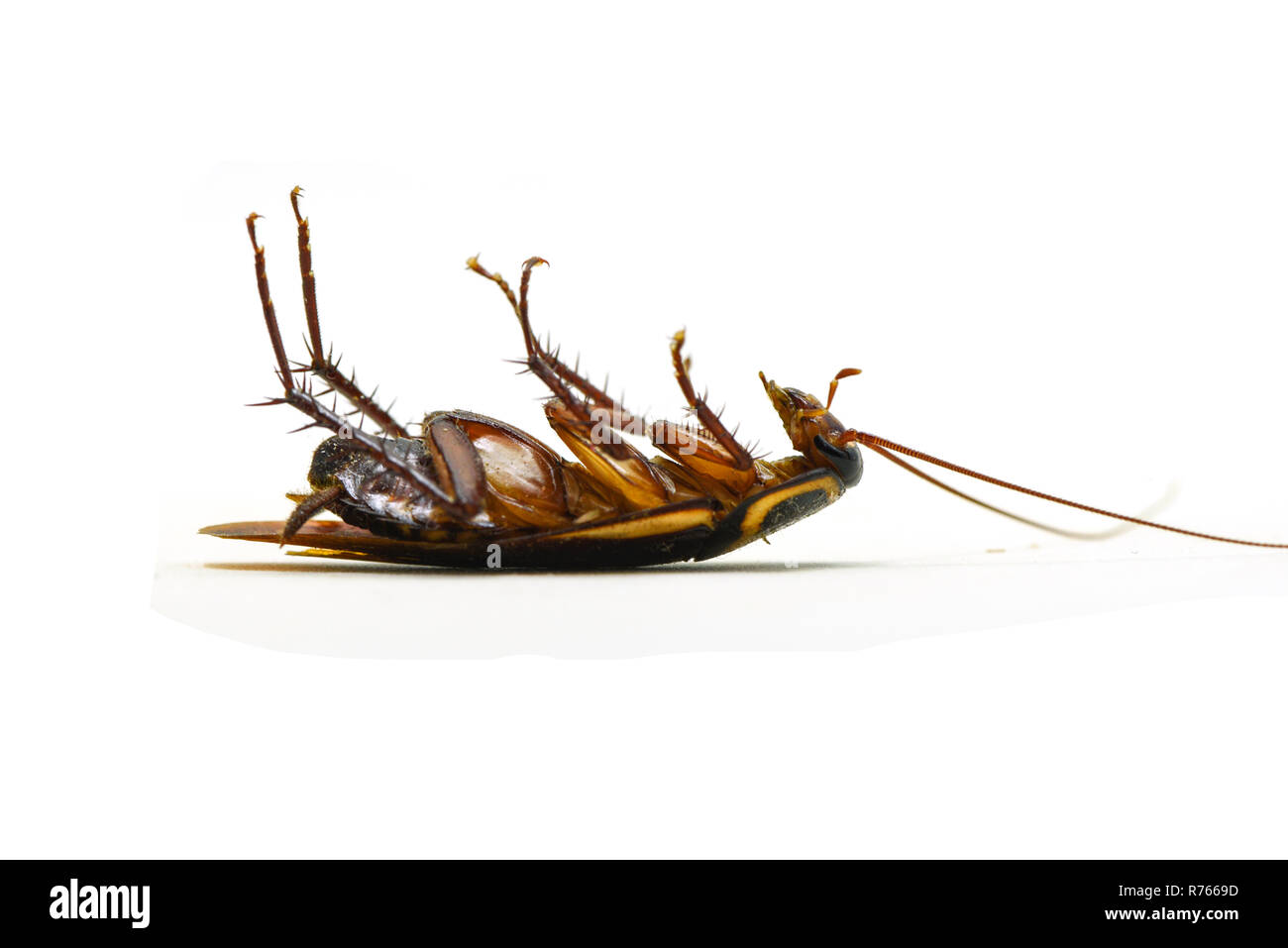 cockroach isolated / lying dead of cockroach insect isolated on white ...
