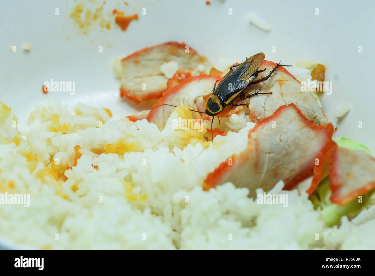 dirty food / cockroaches eating rice food living in the kitchen at ...