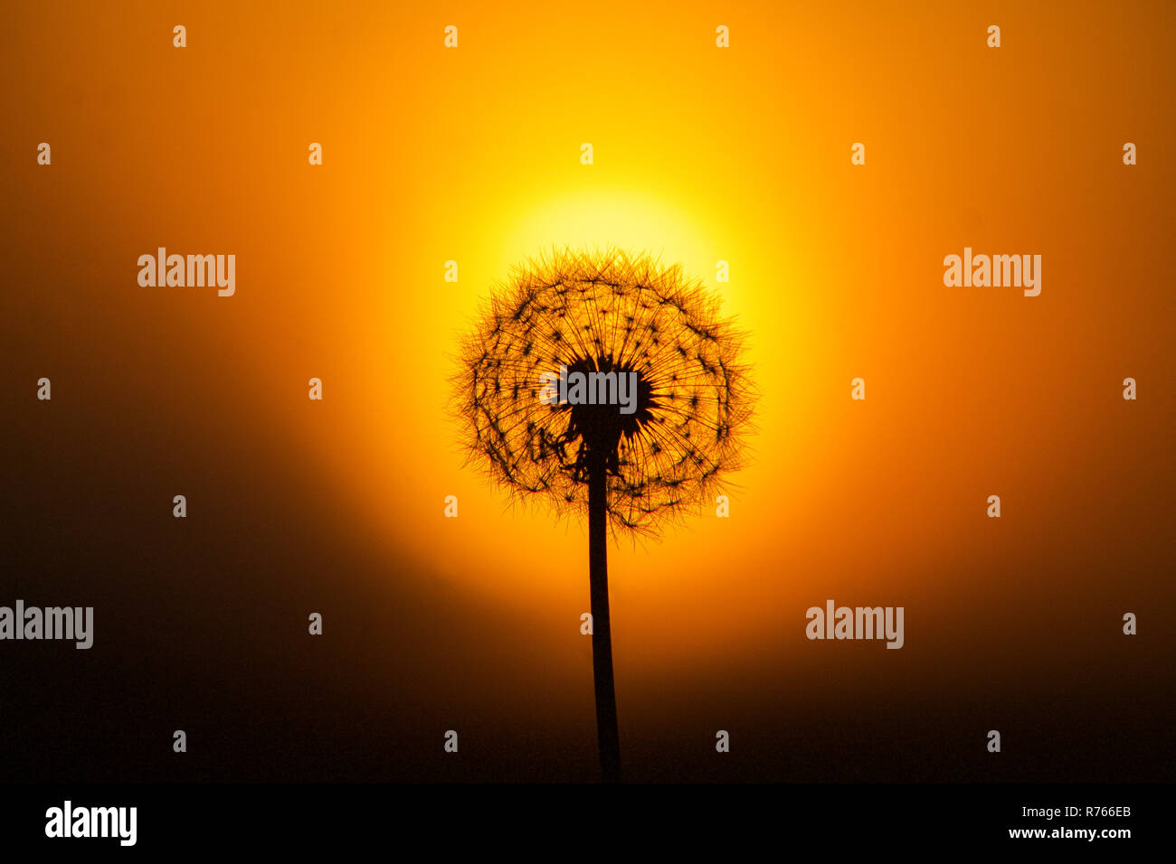 Dandelion bright colors hi-res stock photography and images - Alamy