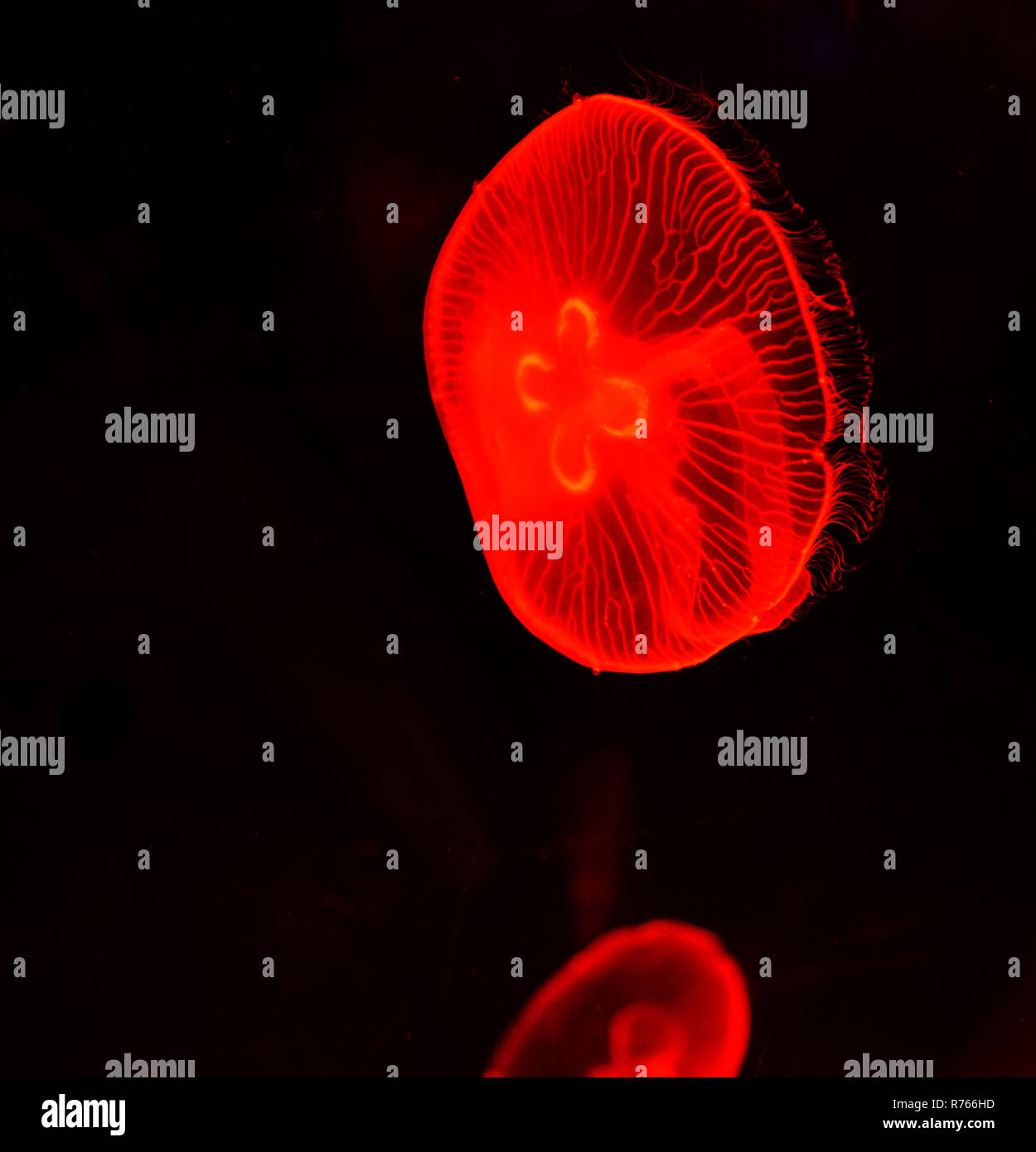 jellyfish swimming / Sea Moon jellyfish red swimming marine life ...
