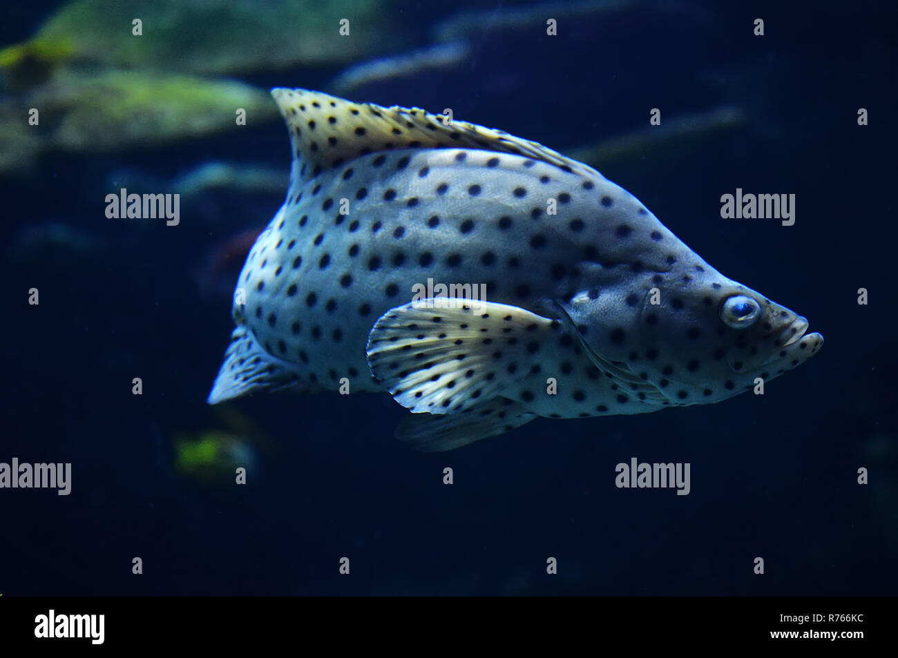 Barramundi cod great barrier reef hi-res stock photography and images ...
