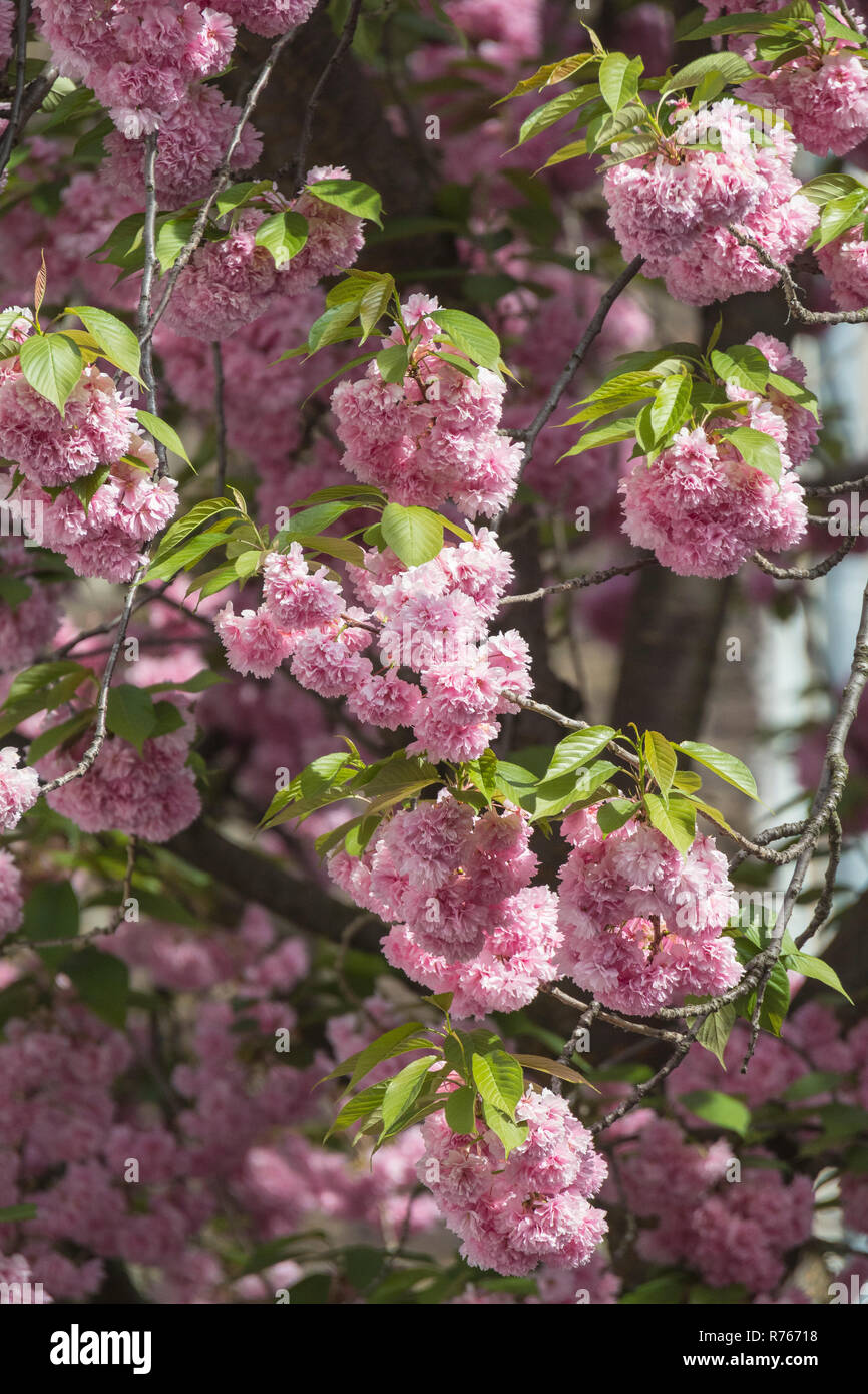 cherry blossom in bonn Stock Photo - Alamy
