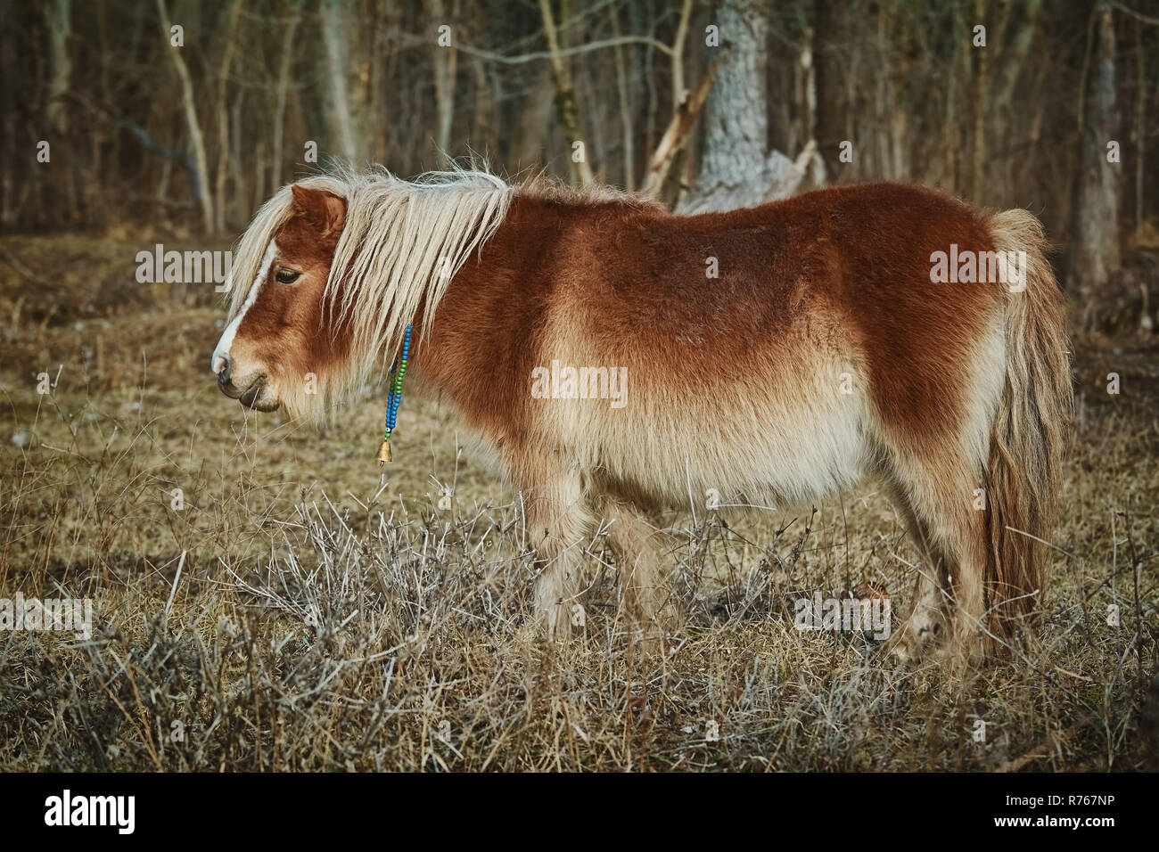 Little Brown Pony Stock Photo - Alamy