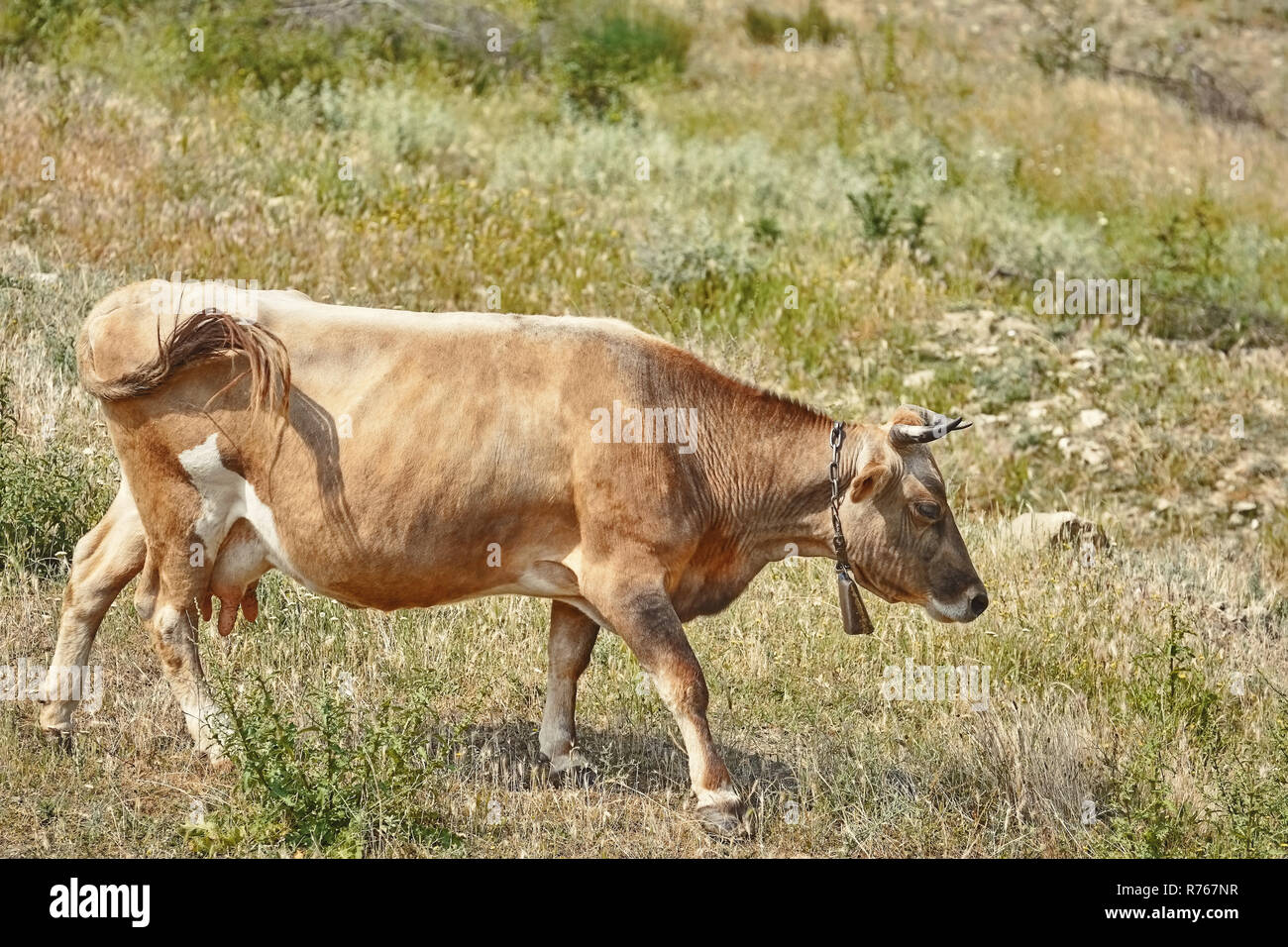 Brown Cow with a Cowbell Stock Photo - Alamy