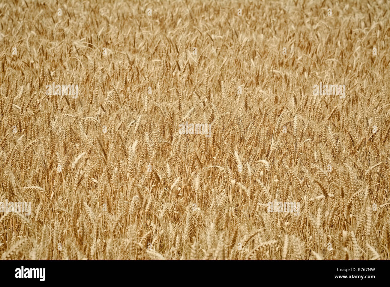 Field of Rye Stock Photo - Alamy