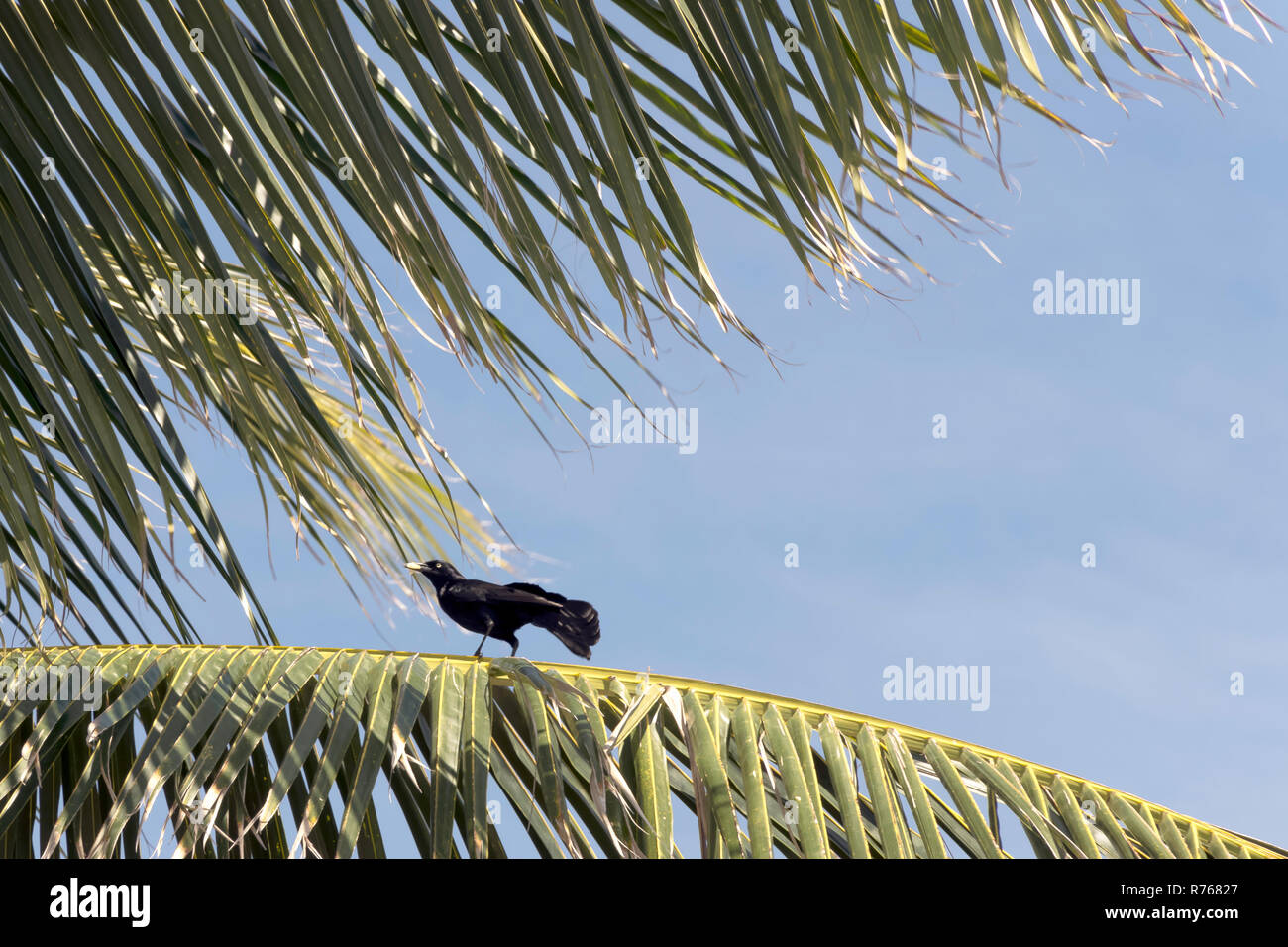 Greater Antillean grackle (Quiscalus niger) on the palm tree - Varadero ...