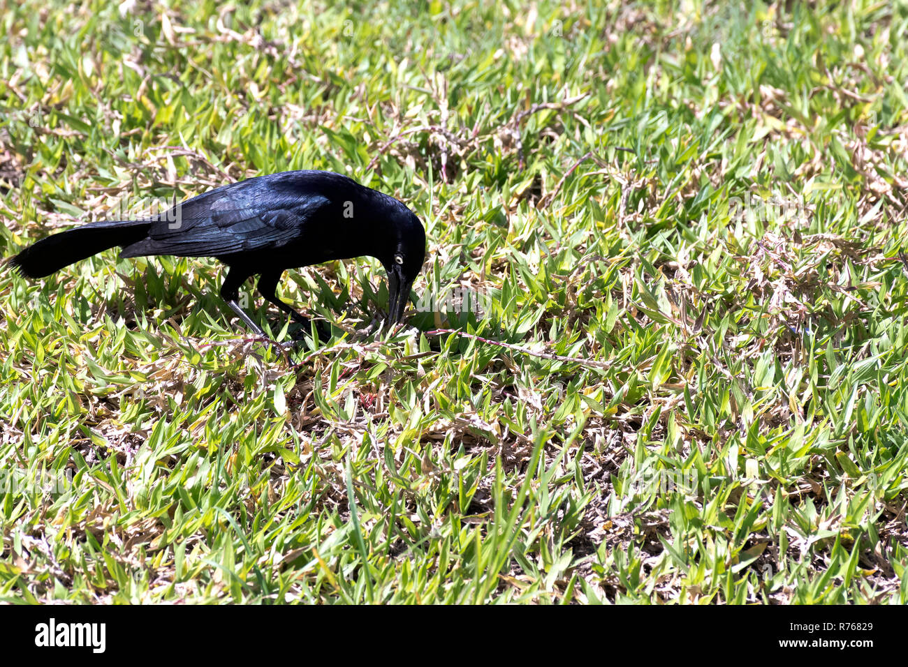 Greater grackle hi-res stock photography and images - Alamy