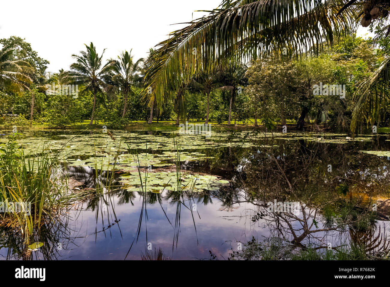 Cuban swamp - Peninsula de Zapata National Park / Zapata Swamp, Cuba ...