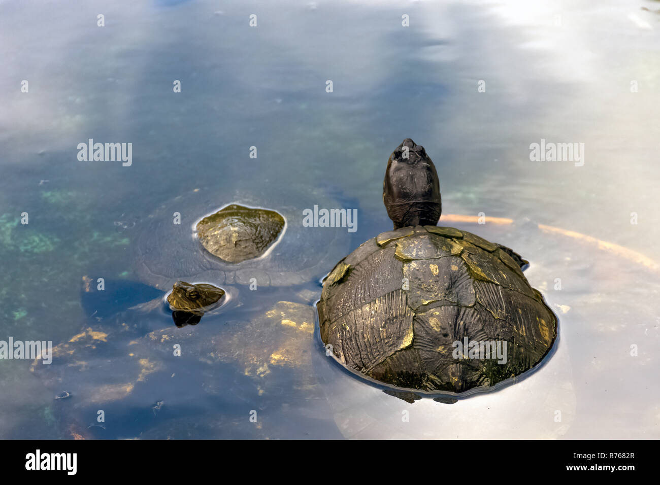 Cuban slider (Trachemys decussata), turtle native to Cuba - Peninsula ...