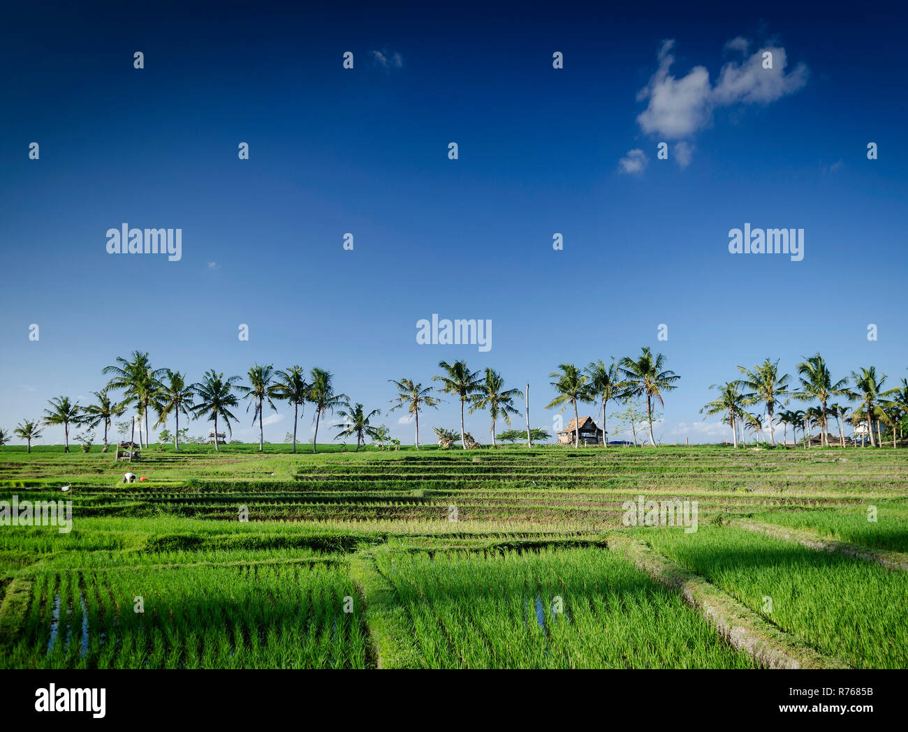 rice paddie fields landscape view in south bali indonesia Stock Photo ...