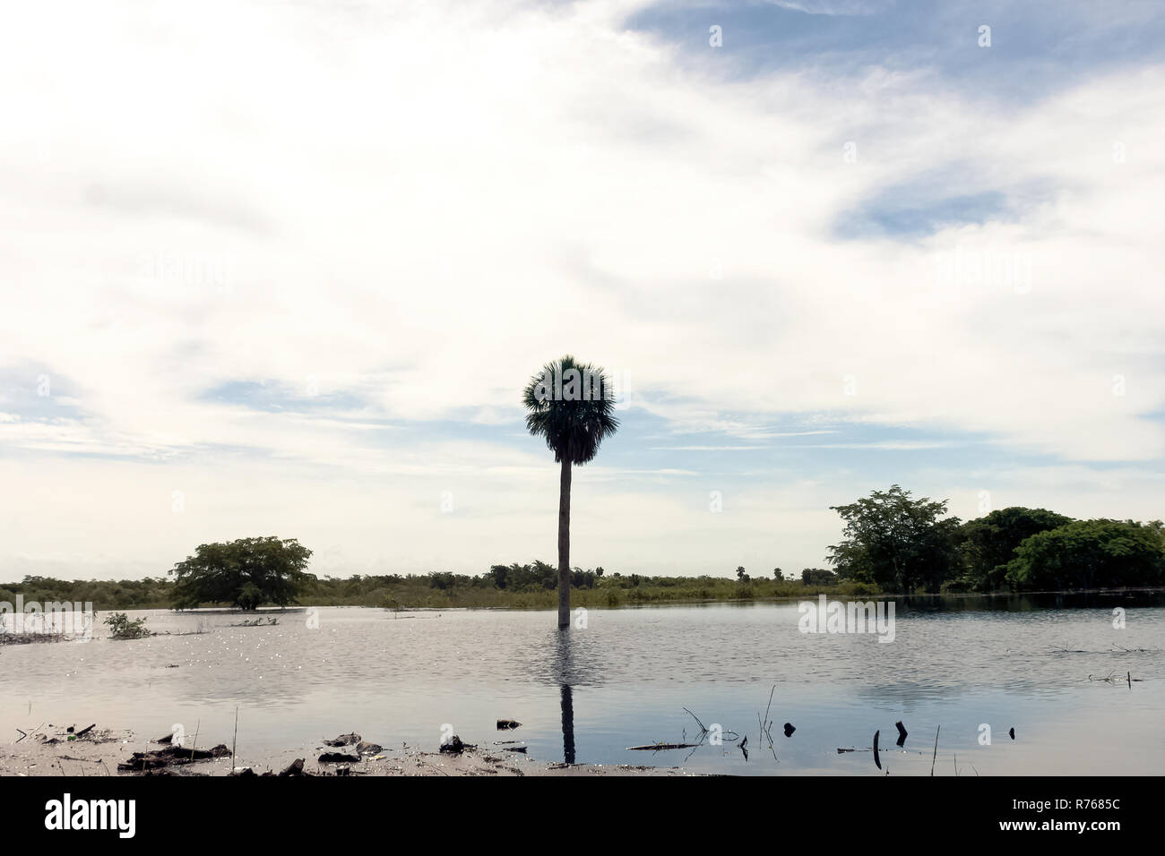 Cuban swamp - Peninsula de Zapata National Park / Zapata Swamp, Cuba ...