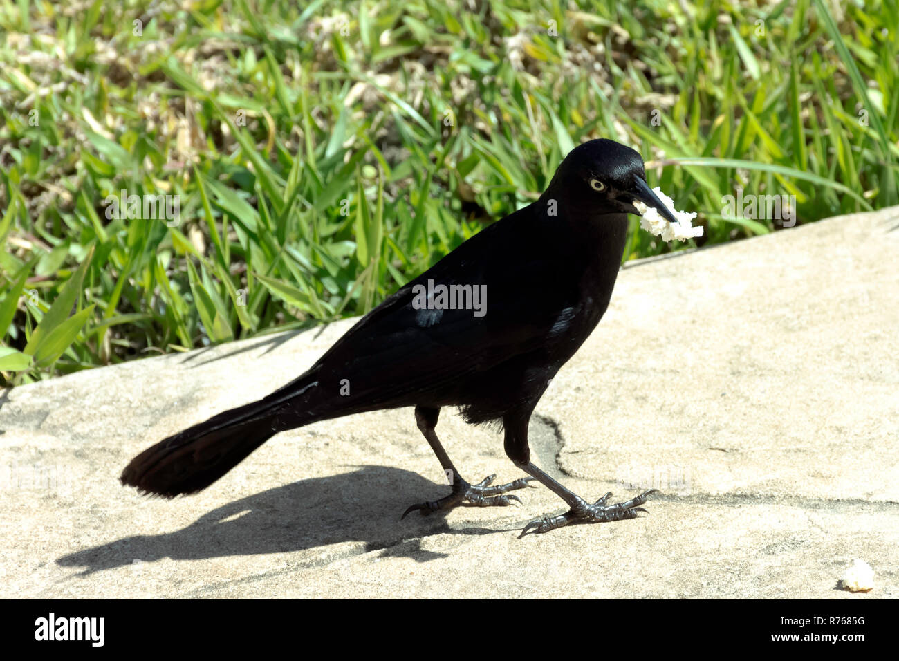 Greater grackle hi-res stock photography and images - Alamy