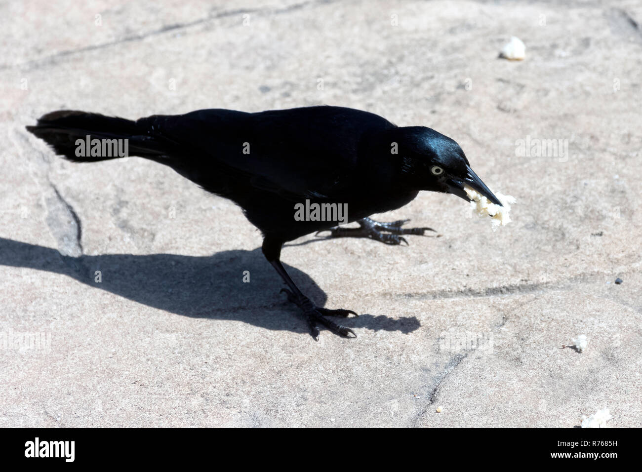 Greater antillean hi-res stock photography and images - Alamy